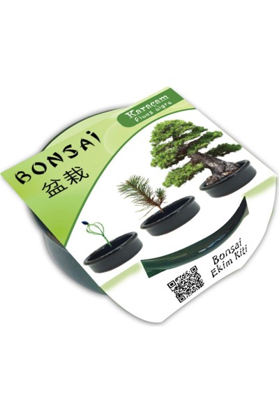 Fideland Bonsai Ekim Kiti (Karaçam)