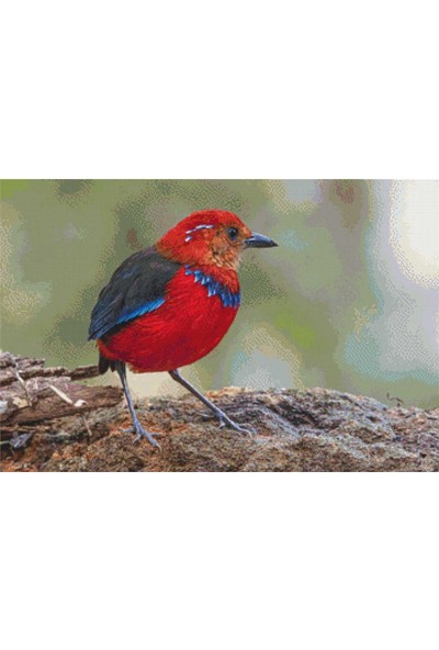 Movas Sanat Endemik Rengarenk Pitta Kuşu Elmas Mozaik Tablo Mozaik Puzzle 50 x 33cm E20201138M Movas Sanat Endemik Rengarenk Pitta Kuşu Elmas Mozaik Tablo Mozaik Puzzle 50 x 33cm E20201138M