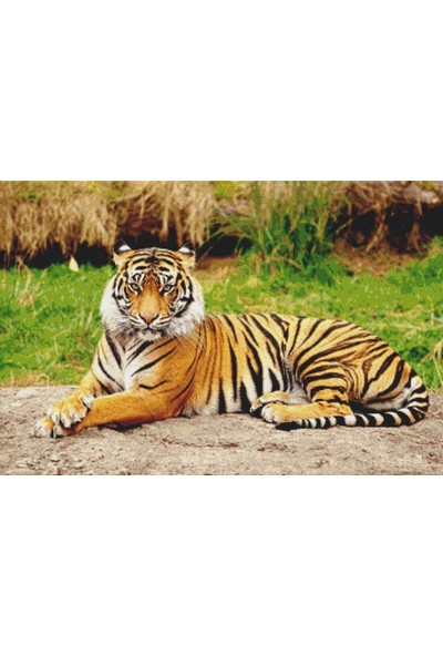 Movas Sanat Asaletin ve Çevikliğin Simgesi Kaplan Elmas Mozaik TabloMozaik Puzzle 50 x 33cm E20201143 Movas Sanat Asaletin ve Çevikliğin Simgesi Kaplan Elmas Mozaik TabloMozaik Puzzle 50 x 33cm E20201143