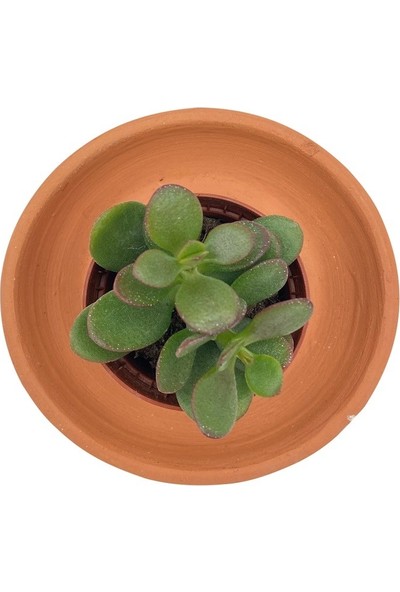 Nadir Kaktüs Crassula Ovata (Para Ağacı) Nadir Kaktüs Crassula Ovata (Para Ağacı)
