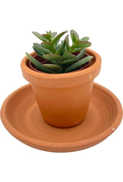 Nadir Kaktüs Crassula Ovata (Para Ağacı)