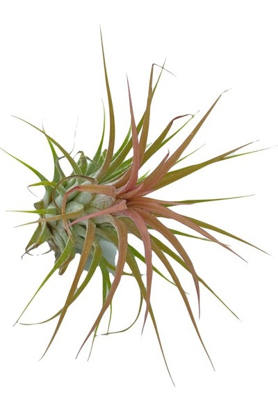 Nadir Kaktüs Tillandsia Ionantha Air Plant Hava Bitkisi Nadir Kaktüs Tillandsia Ionantha Air Plant Hava Bitkisi