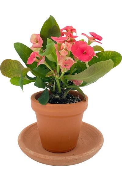 Nadir Kaktüs Kırmızı Euphorbia Milii (Dikenler Tacı) Nadir Kaktüs Kırmızı Euphorbia Milii (Dikenler Tacı)