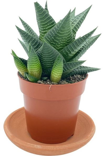 Nadir Kaktüs Haworthiopsis Limifolia Çap 8.5 Nadir Kaktüs Haworthiopsis Limifolia Çap 8.5