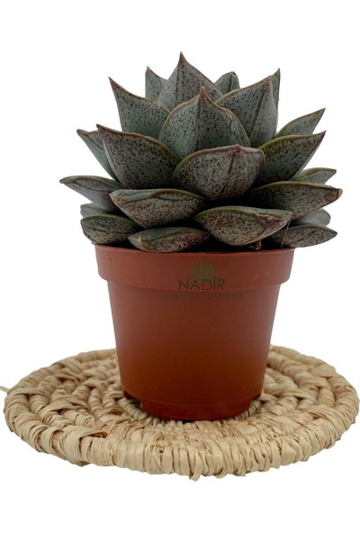 Nadir Kaktüs Echeveria Purpusorum