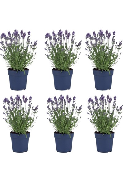 Lavanta Çiçeği 6'lı Set (Lavandula Officinalis) Lavanta Çiçeği 6'lı Set (Lavandula Officinalis)