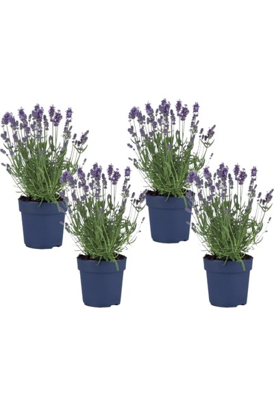 Lavanta Çiçeği 4'lü Set (Lavandula Officinalis) Lavanta Çiçeği 4'lü Set (Lavandula Officinalis)