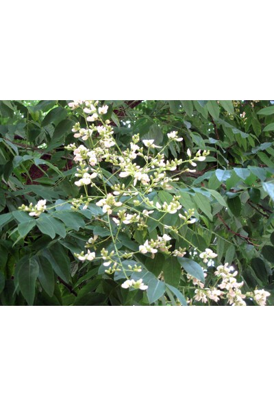 Plantistanbul Sophora Japonica Sofora Ağacı, 80-100 Cm, Saksıda