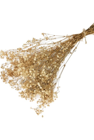 Nettenevime Kuru Çiçek Doğal Krem Cipso 22GRAM 1. Kalite Şoklanmış Bozulmaz Nettenevime Kuru Çiçek Doğal Krem Cipso 22GRAM 1. Kalite Şoklanmış Bozulmaz