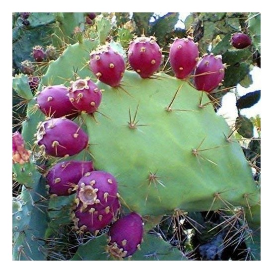 Murat Tohumculuk Murat Tohum Eko Paket Dikenli Incir Tohumu Fiyatı