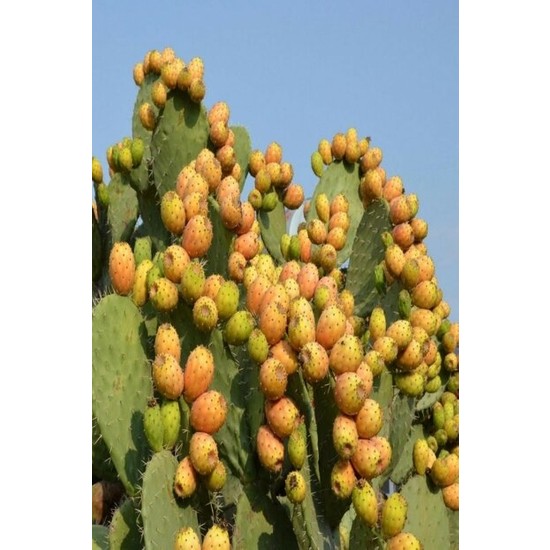 Murat Tohumculuk Murat Tohum Eko Paket Dikenli Incir Tohumu Fiyatı