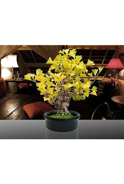 Nokta’s Bonsai Fıstık Çamı Ekim Kiti