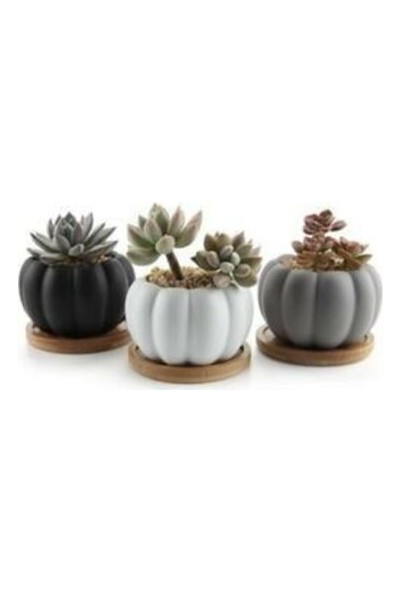 Collection77 3'lü Kabak Tasarımlı Mini Dekoratif Beton Saksı