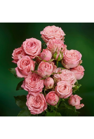 Mimoza Yediveren Yavruağzı Katmerli Sarmaşık Gül Fidanı 15-25 cm