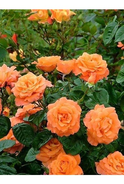 Mimoza Yediveren Somon Kayısı Sarmaşık Gül Fidanı 15-25 cm