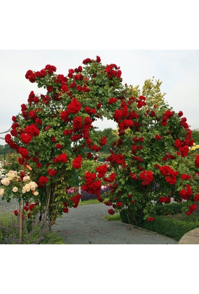 Mimoza Yediveren Kırmızı Katmerli Sarmaşık Gül Fidanı 15-25 cm