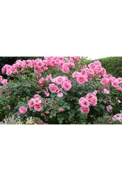 Mimoza Yediveren Pembe Sarmaşık Isparta Gül Fidanı 15-25 cm Mimoza Yediveren Pembe Sarmaşık Isparta Gül Fidanı 15-25 cm