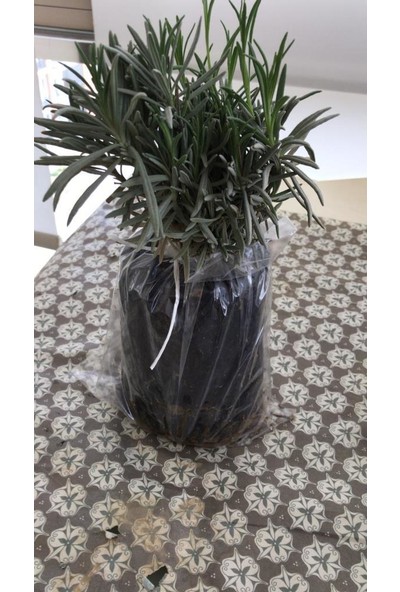 Mimoza Bahçe Tipi Lavanta Fidanı 1 Adet 15-25 cm İntermedia Mimoza Bahçe Tipi Lavanta Fidanı 1 Adet 15-25 cm İntermedia