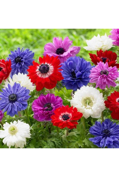 Tacirdepoticaret Karışık Dağ Lalesi Anemon Soğanı (5 Adet)