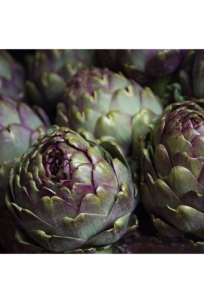 Tacirdepoticaret Çok Yıllık Enginar Fidesi-5 Adet