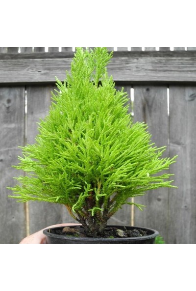 Tacirdepoticaret Tüplü Limoni Servi (Cupressus Macrocarpa) Fidanı (20/30 Cm)