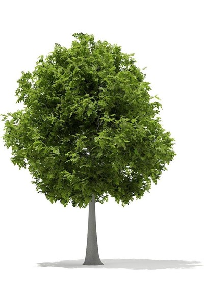 Tacirdepoticaret Tüplü Avrupa Kayın Ağacı Fidanı