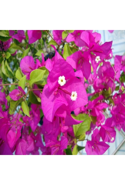 Tacirdepoticaret Tüplü Bodur Bougainvillea Mor Begonvil Fidanı Tacirdepoticaret Tüplü Bodur Bougainvillea Mor Begonvil Fidanı