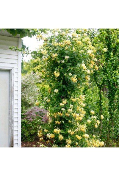 Tacirdepoticaret Tüplü Sarı Çiçekli Hanımeli Fidanı