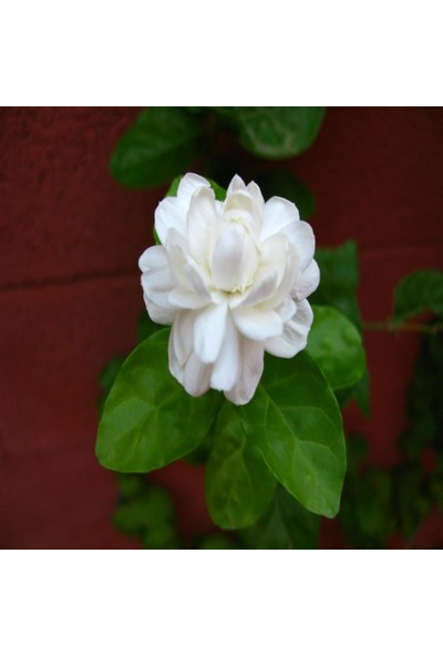 Tacirdepoticaret Tüplü Beyaz Çiçekli Katmerli Yasemin Fidanı Tacirdepoticaret Tüplü Beyaz Çiçekli Katmerli Yasemin Fidanı