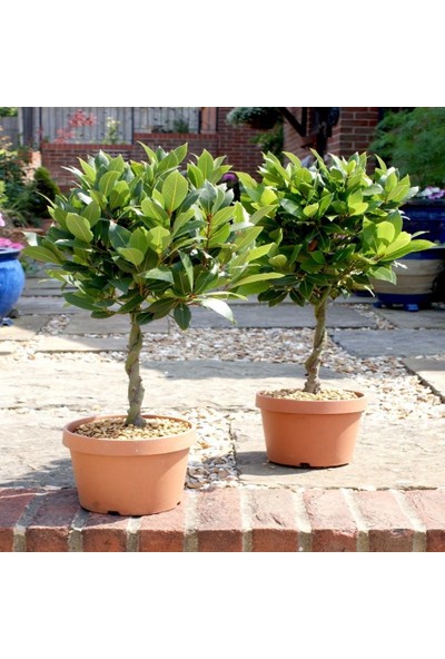 Tacirdepoticaret Tüplü Defne (Laurus) Ağacı Fidanı Tacirdepoticaret Tüplü Defne (Laurus) Ağacı Fidanı