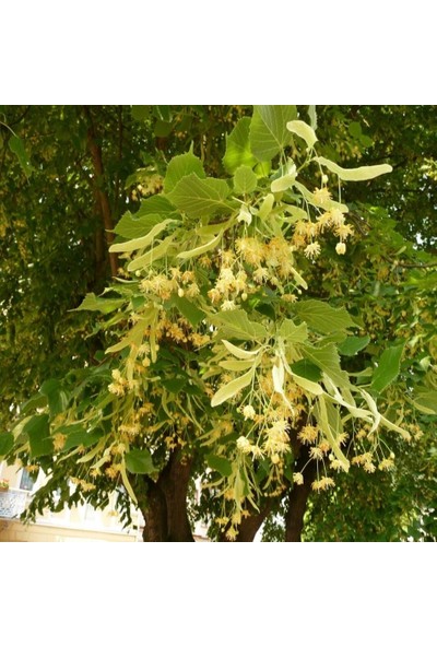 Tacirdepoticaret Tüplü Şifalı Ihlamur Ağacı Fidanı