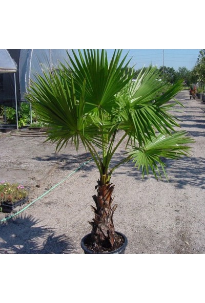 Tacirdepoticaret Pamuk Palmiye Washingtonia Filifera Palmiye Ağacı Fidanı(50-85 Cm) Tacirdepoticaret Pamuk Palmiye Washingtonia Filifera Palmiye Ağacı Fidanı(50-85 Cm)