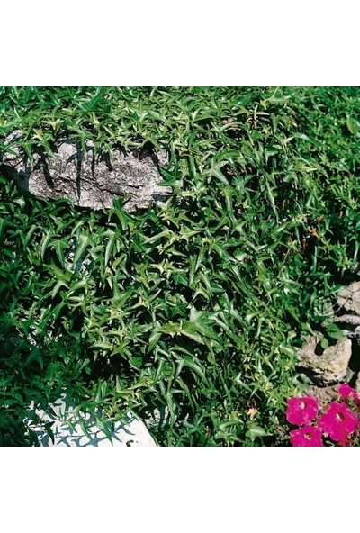 Tacirdepoticaret Tüplü Yeşil Ince Yapraklı Duvar Sarmaşık Fidanı Tacirdepoticaret Tüplü Yeşil Ince Yapraklı Duvar Sarmaşık Fidanı