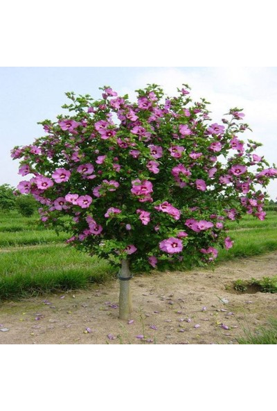 Tacirdepoticaret Tüplü Hibiscus Syriacus Ağaç Hatmi Fidanı Tacirdepoticaret Tüplü Hibiscus Syriacus Ağaç Hatmi Fidanı