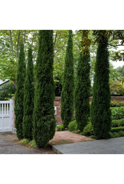 Tacirdepoticaret Tüplü Akdeniz (Kara) Servi Fidanı (60-100 Cm)