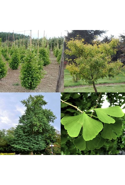 Tacirdepoticaret Tüplü Mağbet Ağacı Fidanı