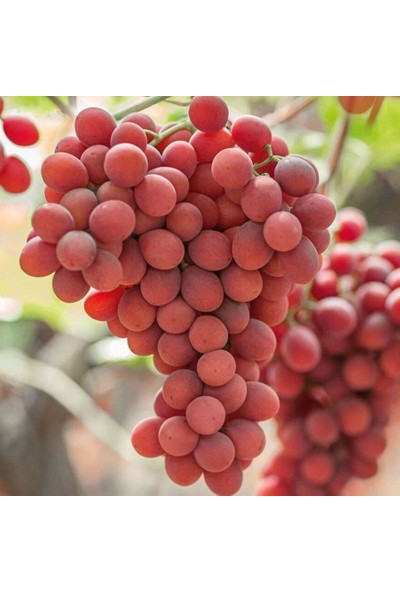 Reyon Ermenek Tüplü Aşılı Pink Gemre Üzüm Fidanı