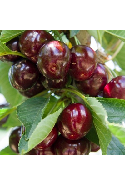 Reyon Ermenek Tüplü Aşılı Tam Bodur Ziraat Napolyon Kiraz Fidanı Reyon Ermenek Tüplü Aşılı Tam Bodur Ziraat Napolyon Kiraz Fidanı