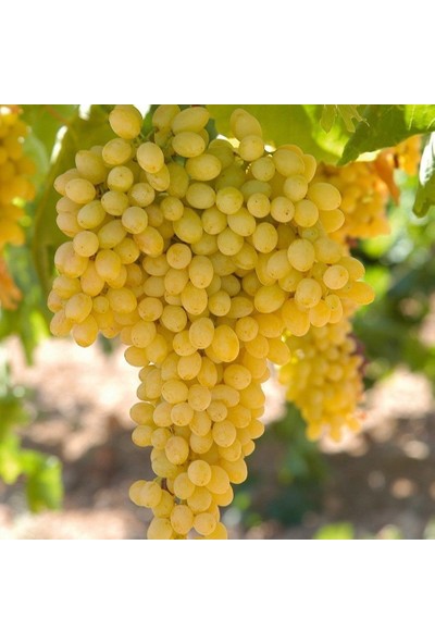 Reyon Ermenek Tüplü Melez Sultani K7 Üzüm Fidanı