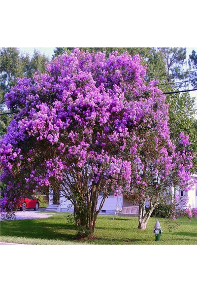 Reyon Ermenek Tüplü Özel Çeşit Mor Çiçekli Oya Ağacı Fidanı