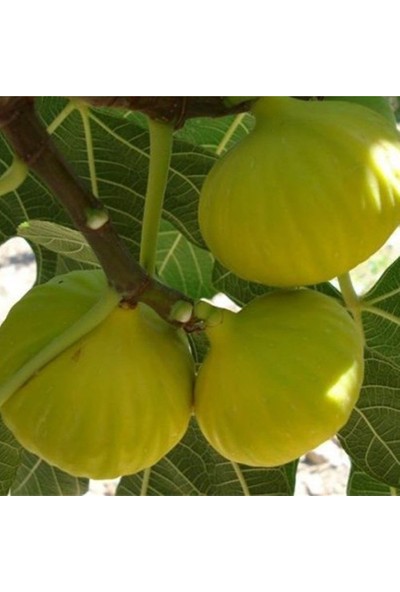 Reyon Ermenek Tüplü Sofralık Sultan Selim İncir Fidanı Reyon Ermenek Tüplü Sofralık Sultan Selim İncir Fidanı