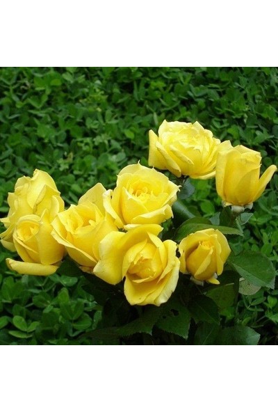 Reyon Ermenek Tüplü Yediveren Kokulu Sarı Gül Fidanı