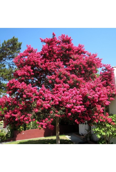 Reyon Ermenek Tüplü Yoğun Kokulu Pembe Renkli Oya Ağacı Fidanı 70-120 Cm Reyon Ermenek Tüplü Yoğun Kokulu Pembe Renkli Oya Ağacı Fidanı 70-120 Cm