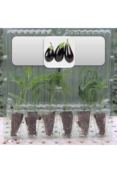 Fide Vadisi Topan (Topak) Patlıcan Fidesi (6’lı Ambalaj)