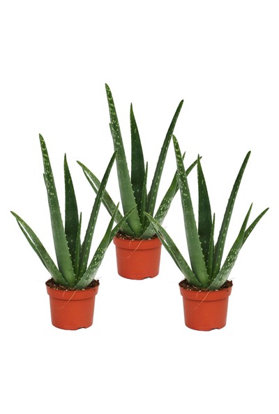 Fidan Sepetim Aloe Vera Bitkisi 3'lü Ekonomik Paket Fidan Sepetim Aloe Vera Bitkisi 3'lü Ekonomik Paket