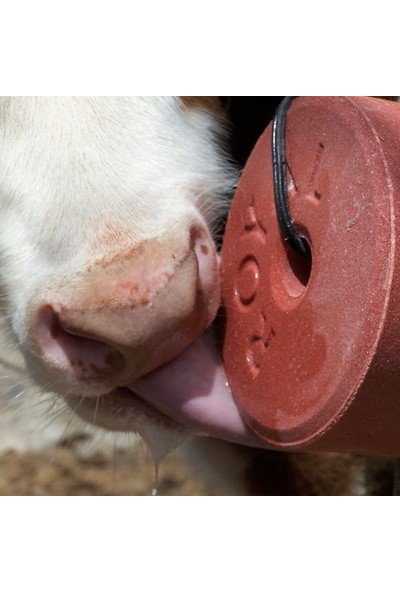 Royal İlaç Mineral Blok Yalama Taşı 3 kg - Koli 8 Adet