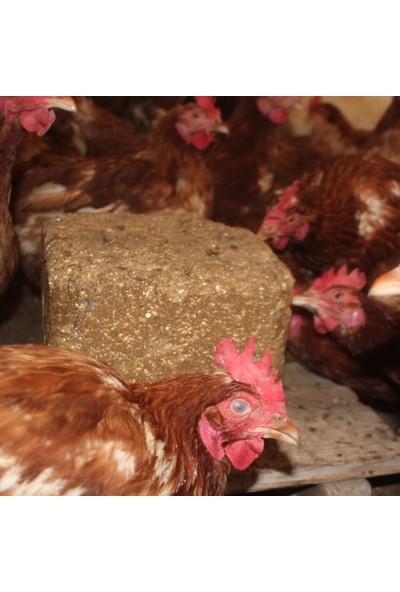 Royal İlaç Avian Peckstone Tavuk Gagalama Taşı- 10 kg Royal İlaç Avian Peckstone Tavuk Gagalama Taşı- 10 kg