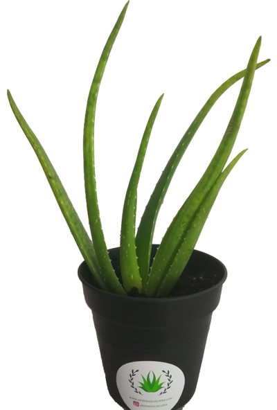 Akdeniz Aloe Vera Fidan 15-20 cm Saksılı