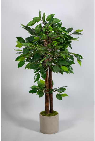 Yapay Çiçekçiniz Seramik Saksıda 100 cm Benjamin Ağacı Yapay Çiçekçiniz Seramik Saksıda 100 cm Benjamin Ağacı
