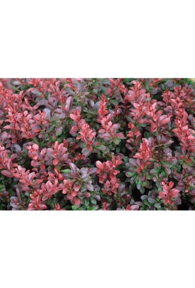Fidancıyız 5 Adet Kırmızı Berberis(Berberis Thunbergii) Kadın Tuzluğu 60-80 Fidancıyız 5 Adet Kırmızı Berberis(Berberis Thunbergii) Kadın Tuzluğu 60-80